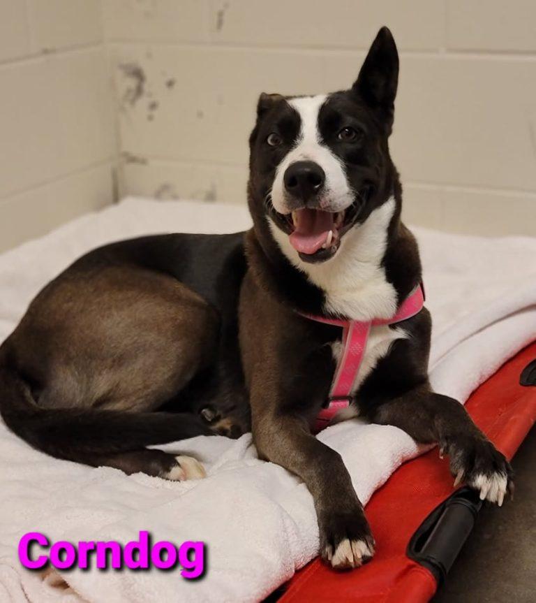 Bringing Your Shelter Animal Home – Des Moines County Humane Society