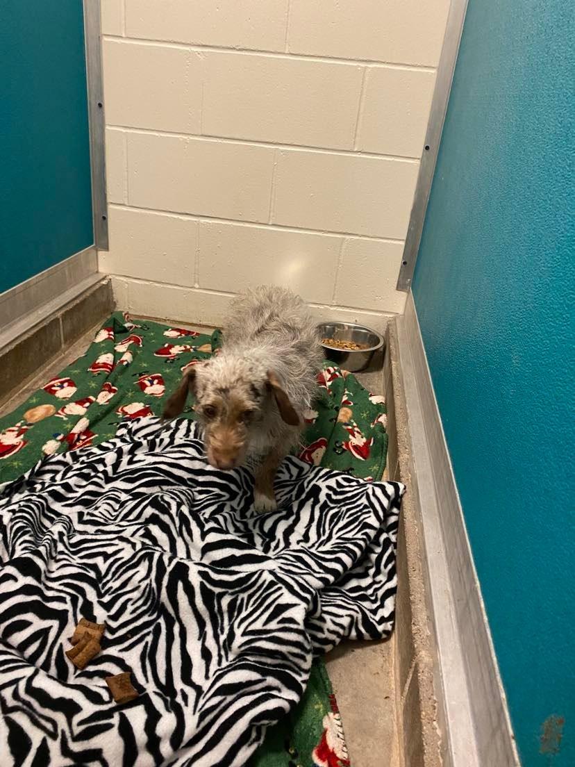 Zion Matthews – Des Moines County Humane Society