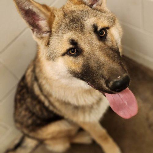 Axle Baker – Des Moines County Humane Society
