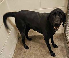 Ellie Rogerson – Des Moines County Humane Society