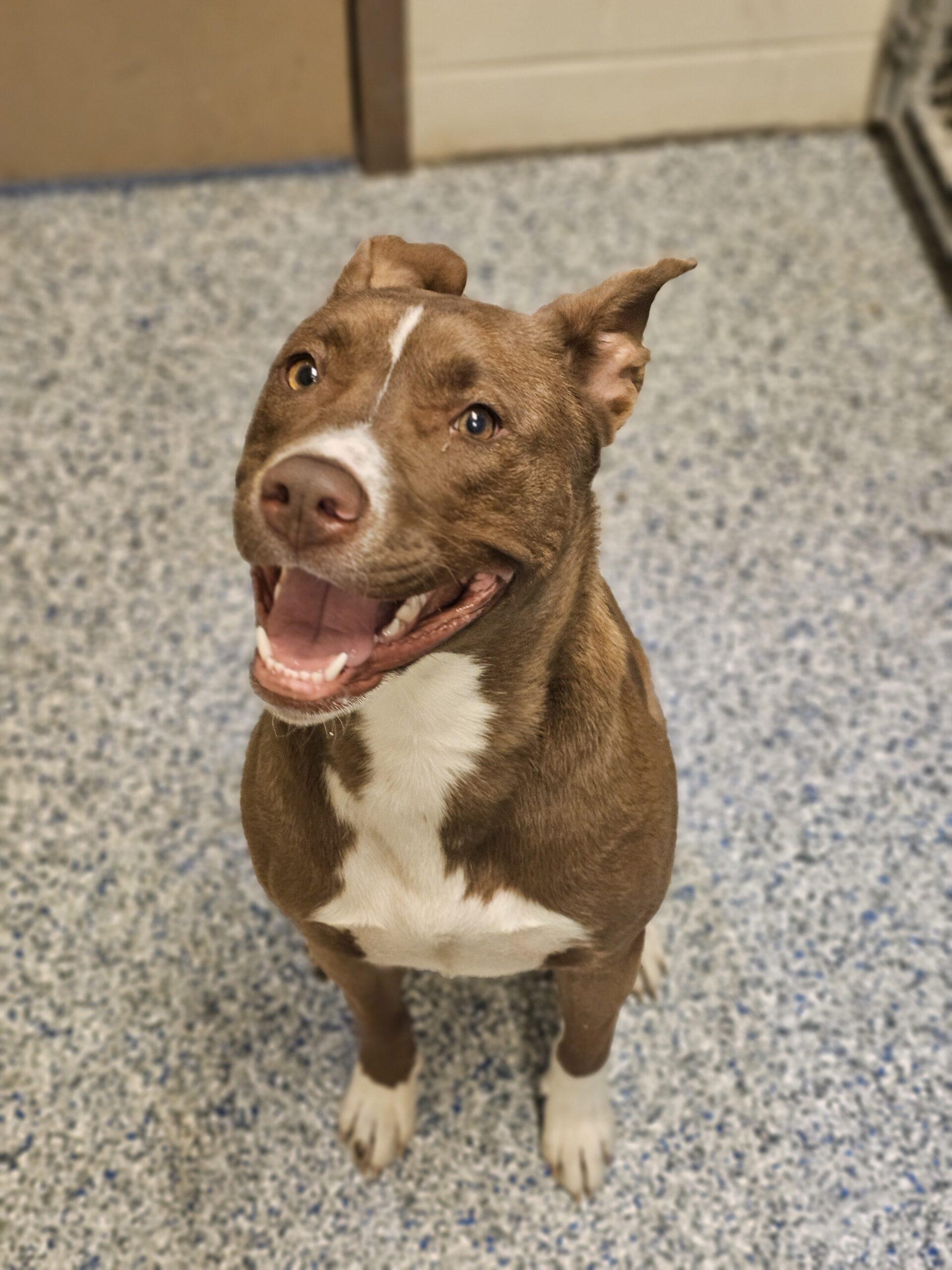 Chillie Martin – Des Moines County Humane Society