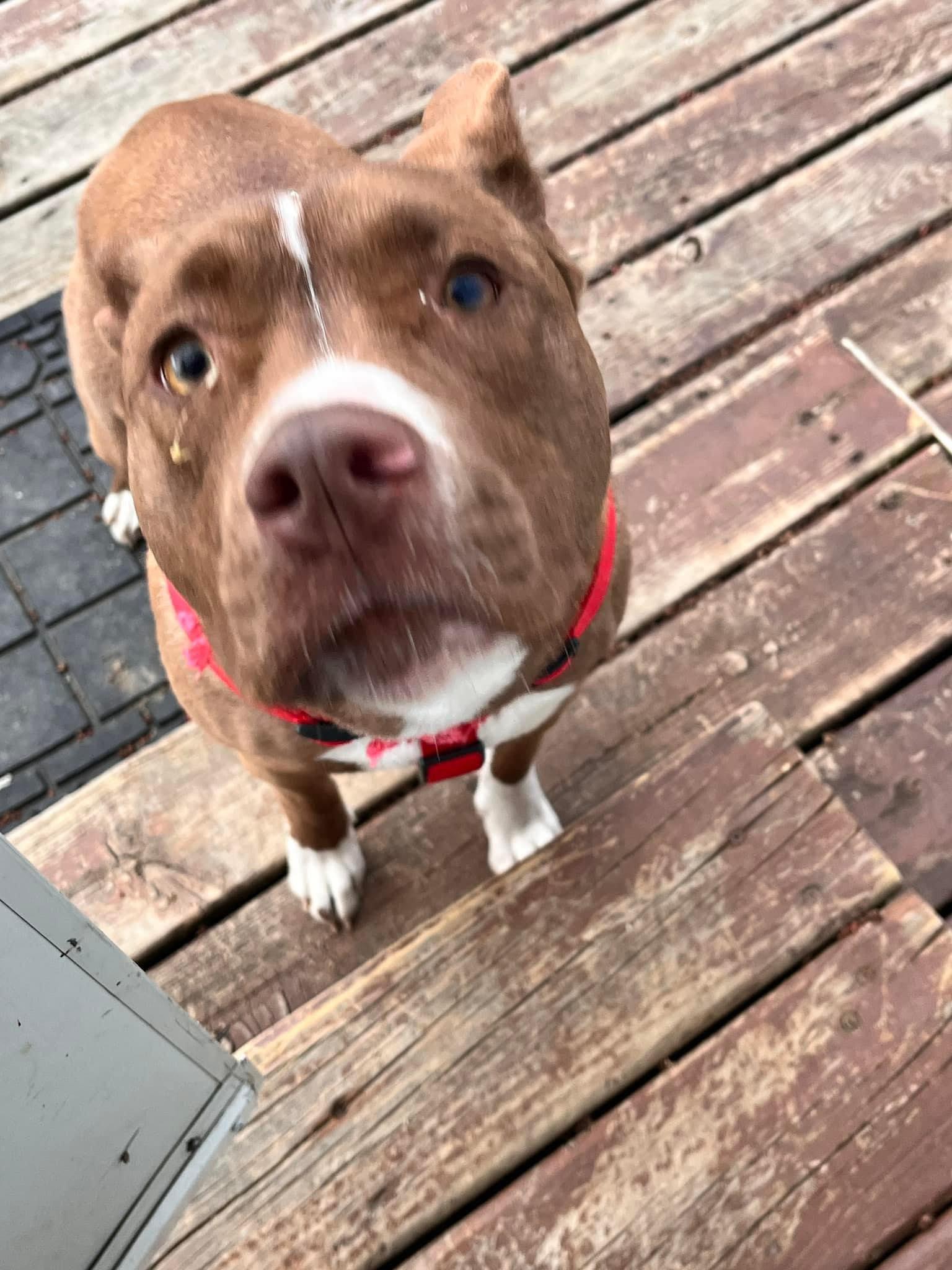 Chillie Martin – Des Moines County Humane Society