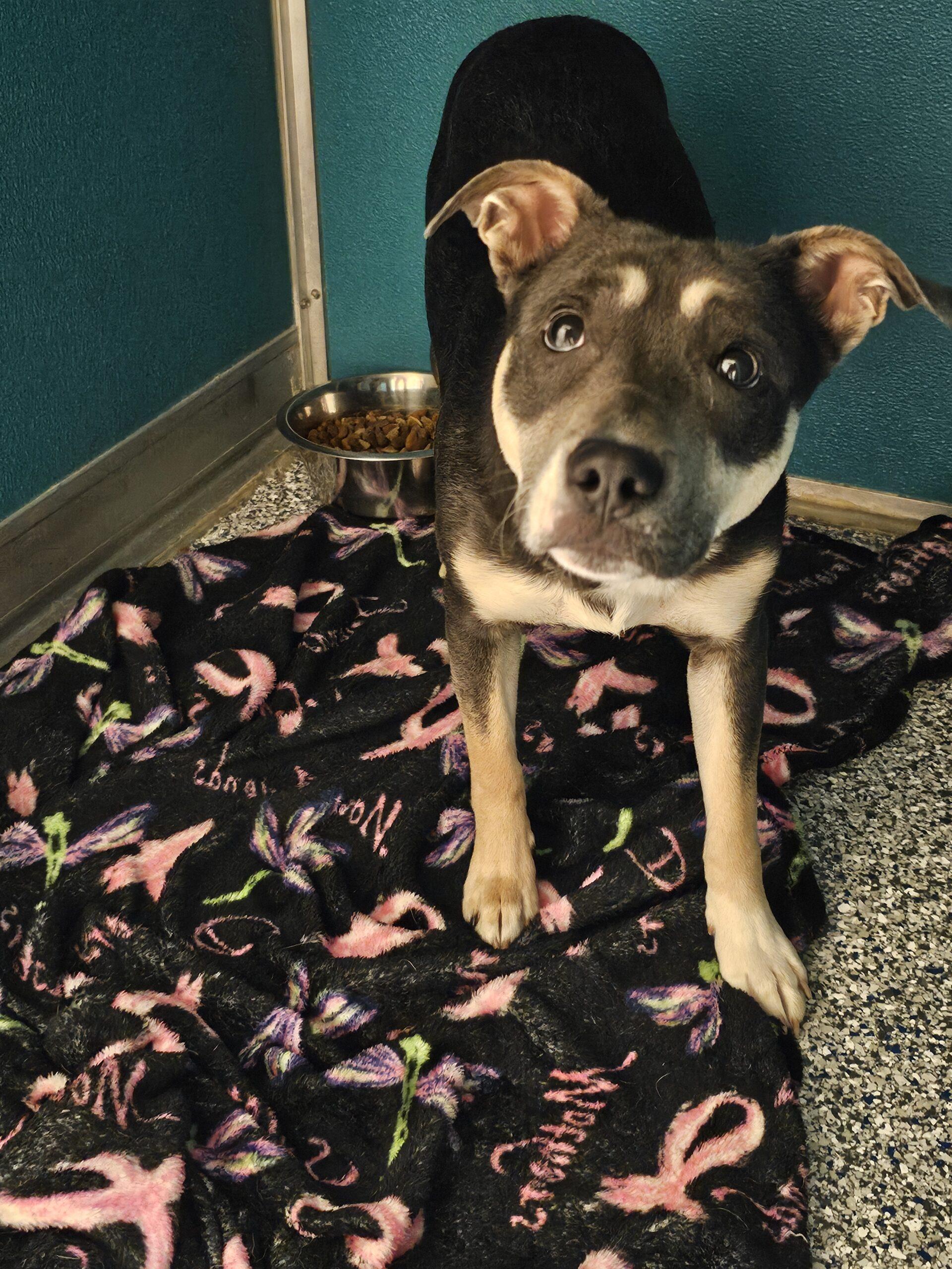Nova Fort – Des Moines County Humane Society