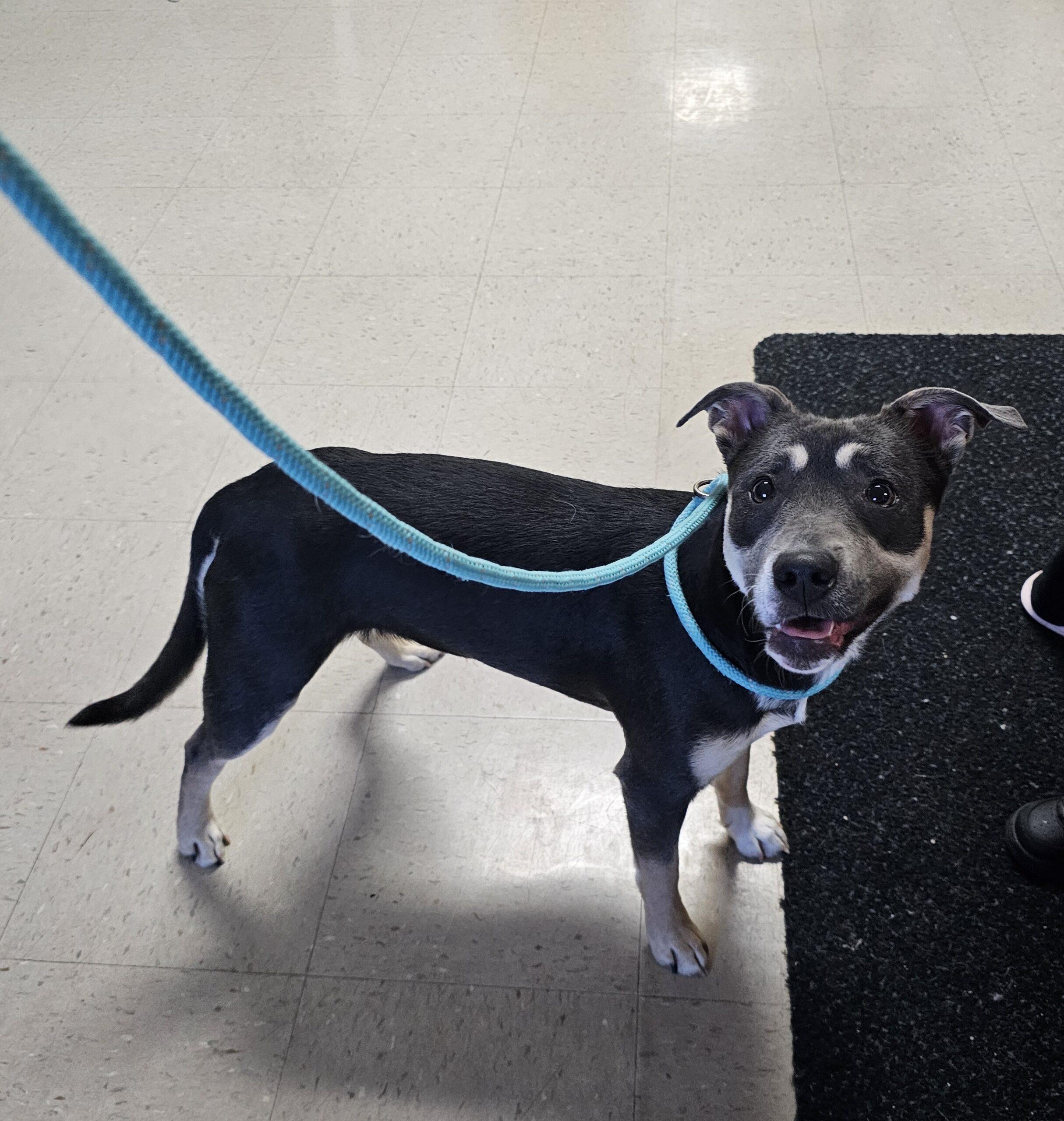 Nova Fort – Des Moines County Humane Society