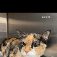Available Cats – Des Moines County Humane Society