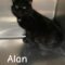 Available Cats – Des Moines County Humane Society