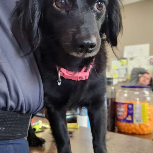 Zoe Peterson – Des Moines County Humane Society