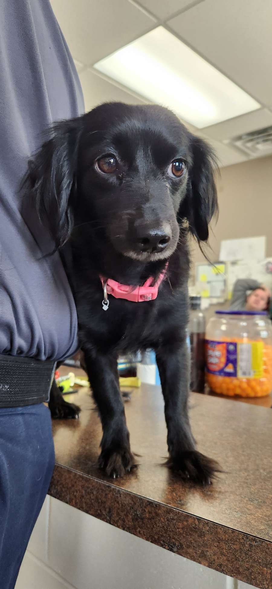 Zoe Peterson – Des Moines County Humane Society