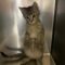 Available Cats – Des Moines County Humane Society